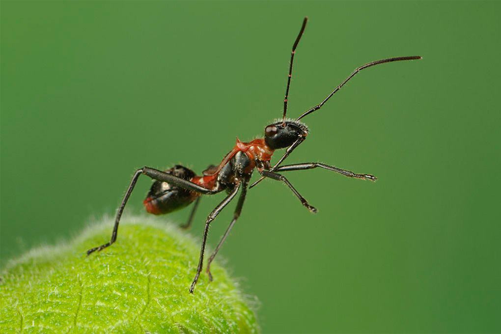 FIBONACCI DESIGN STUDIO » ANT-AGE